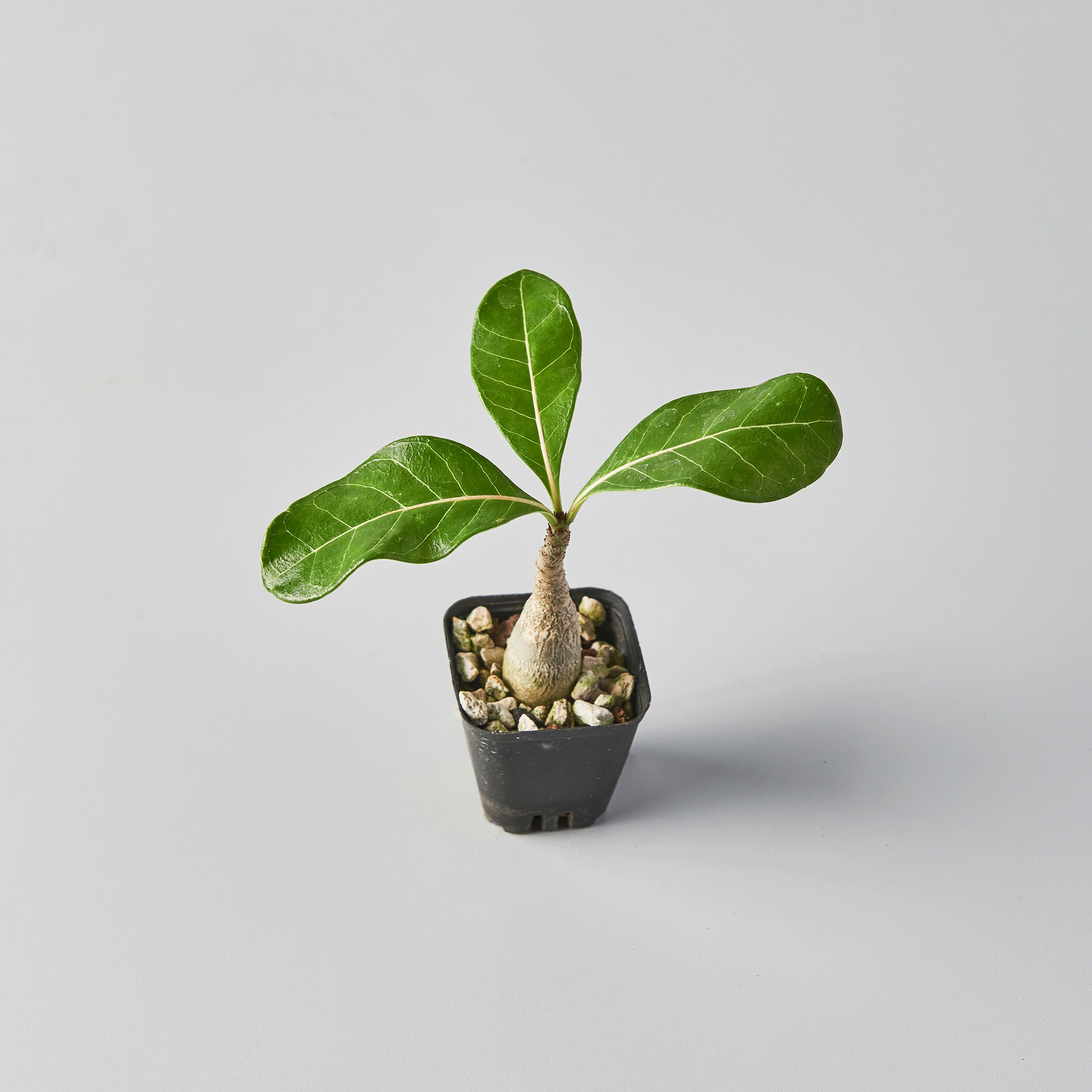 Adenium dhofarense – The Botanical Assembly